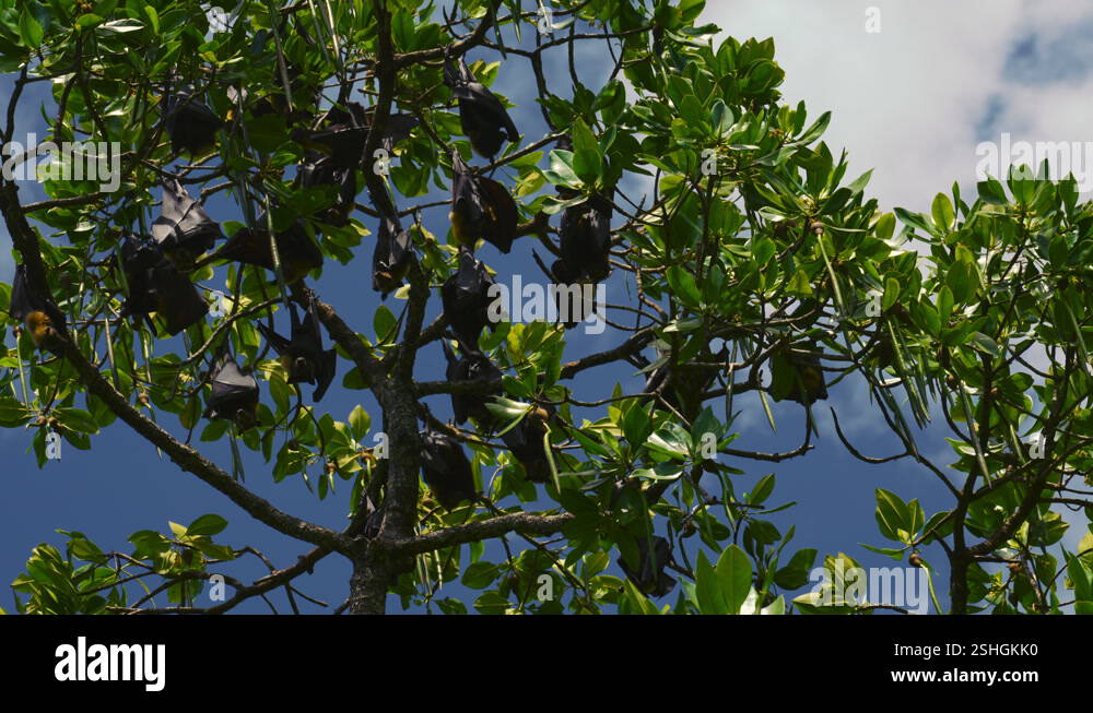Fruit bat, flying foxes, megabat, sleeping on a tree hanging upside ...