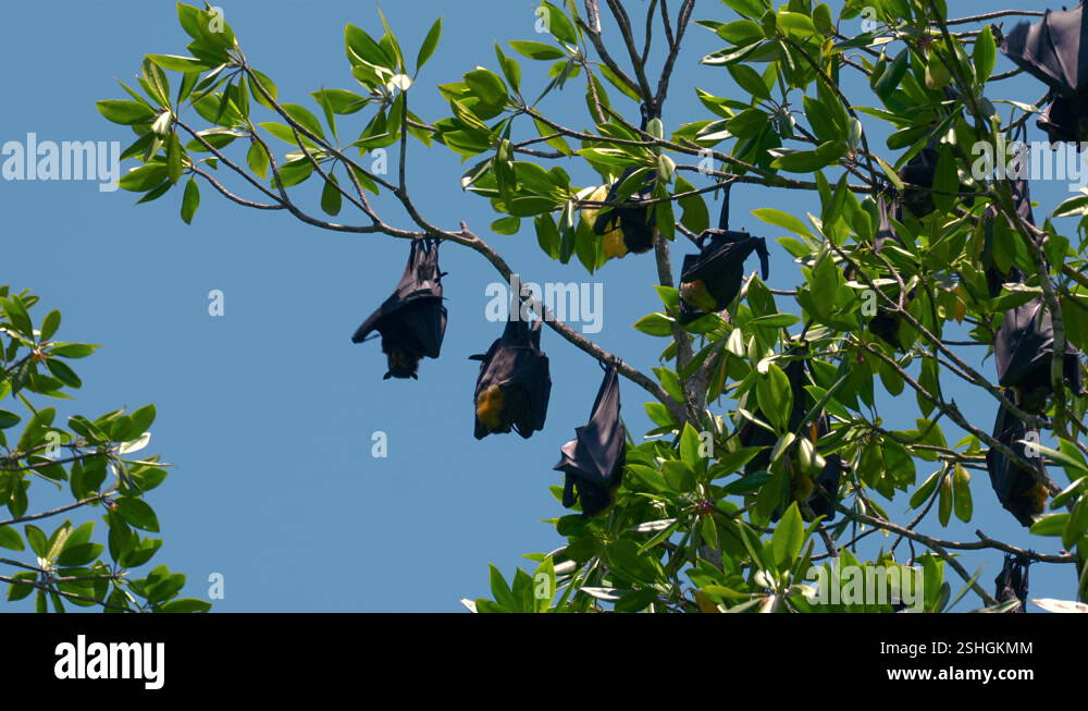 Flying foxes, megabat, fruit bat sleeping on a tree hanging upside down ...