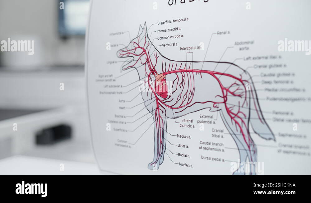 Dog heart anatomy circulatory Stock Videos & Footage - HD and 4K Video ...