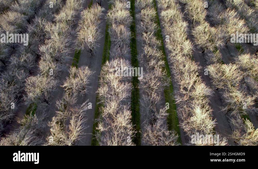almond orchard aerial near modesto california Stock Video Footage - Alamy