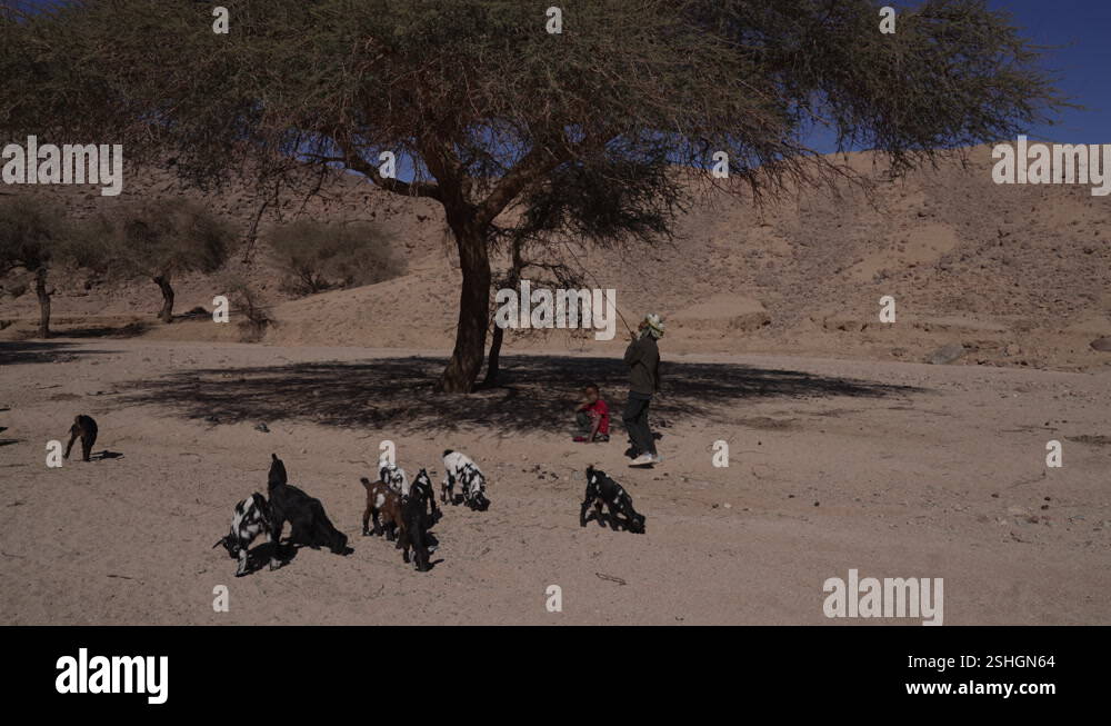Algerian girl shaking an acacia tree to feed her goats, Tamanrasset ...
