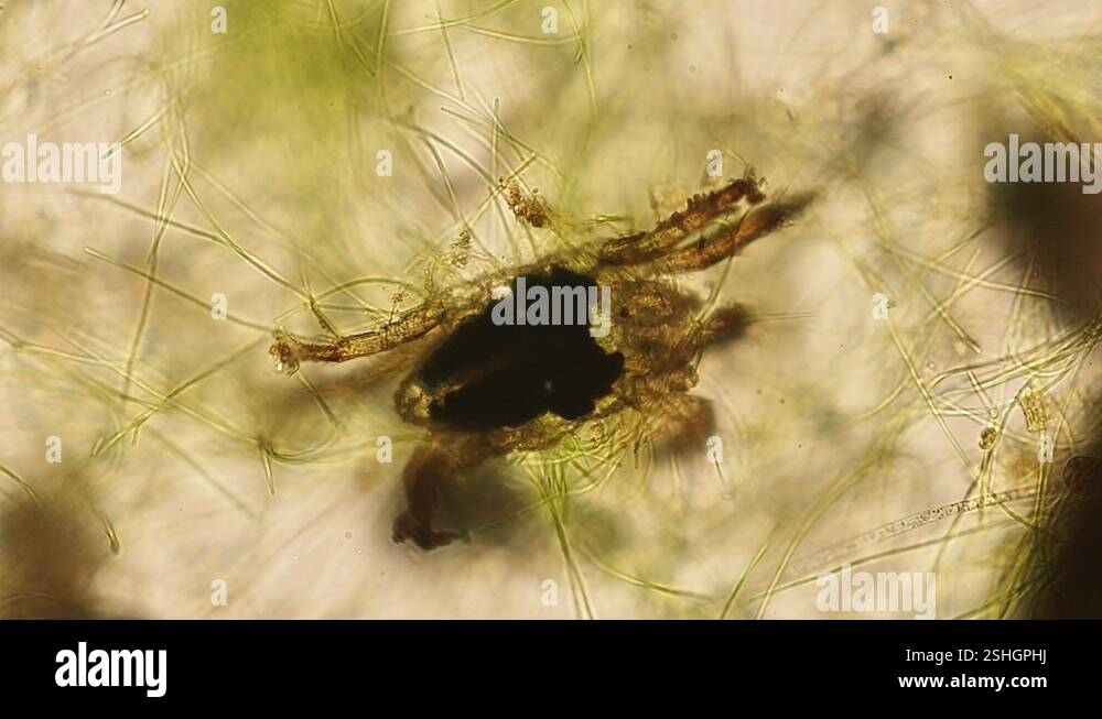 marine halacarid mite (Arthropoda of Order Prostigmata Family ...