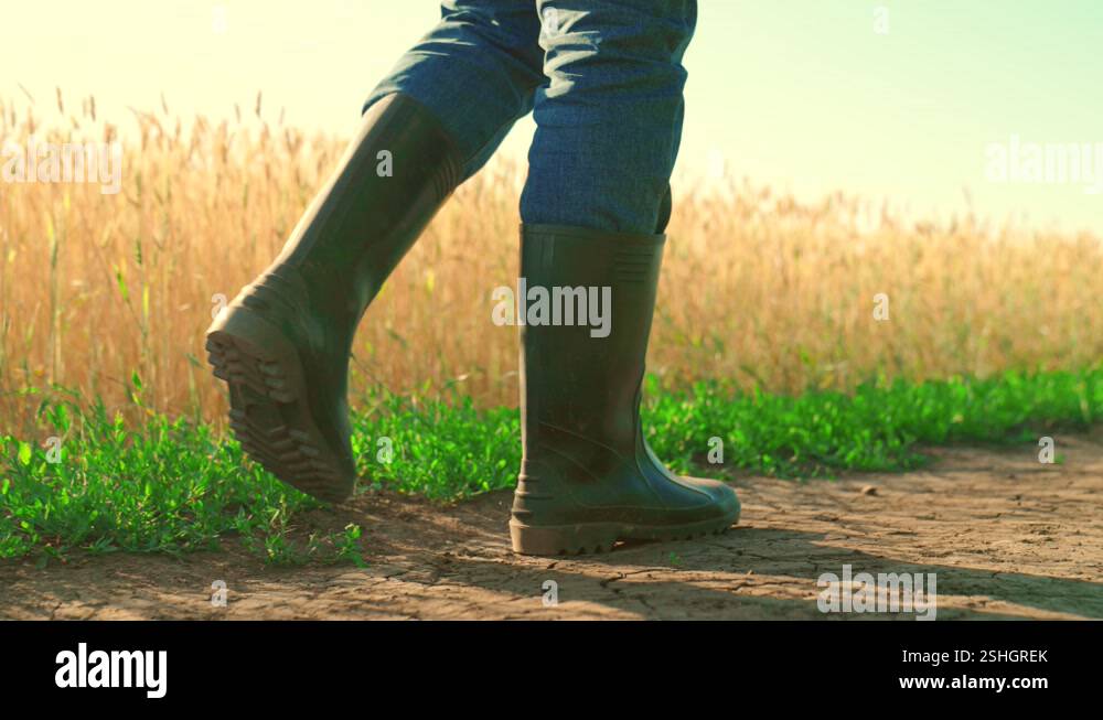Farmers feet go in rubber boots in wheat field. Farmer works in rubber ...