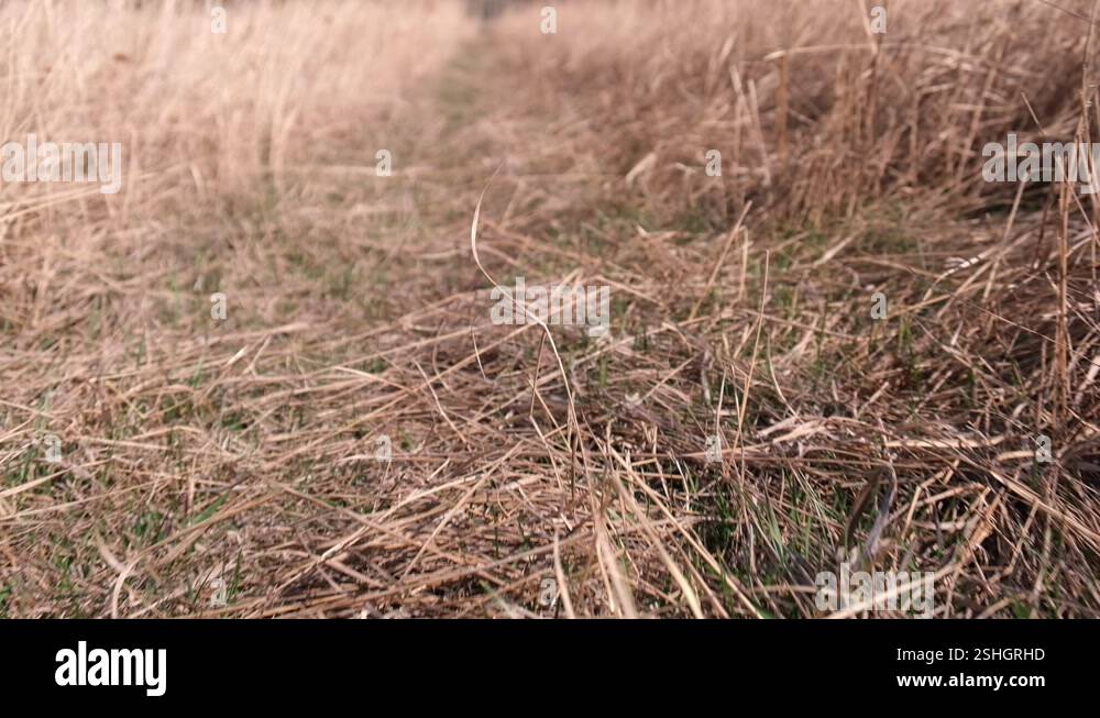 low level of camera movement over autumn trail in a field. closeup ...