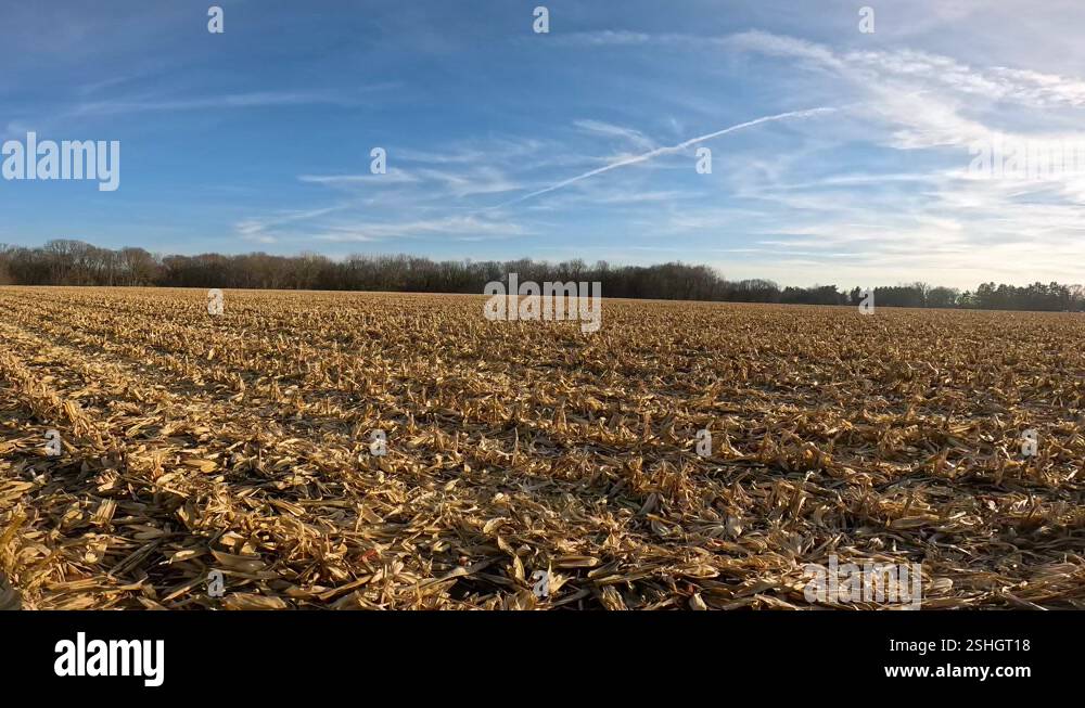Rear point of view - driving through a harvested corn field late Autumn ...