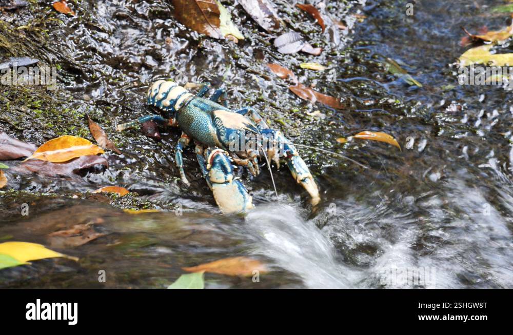 Unique view of a rare and protected Lamington spiny crayfish traveling ...