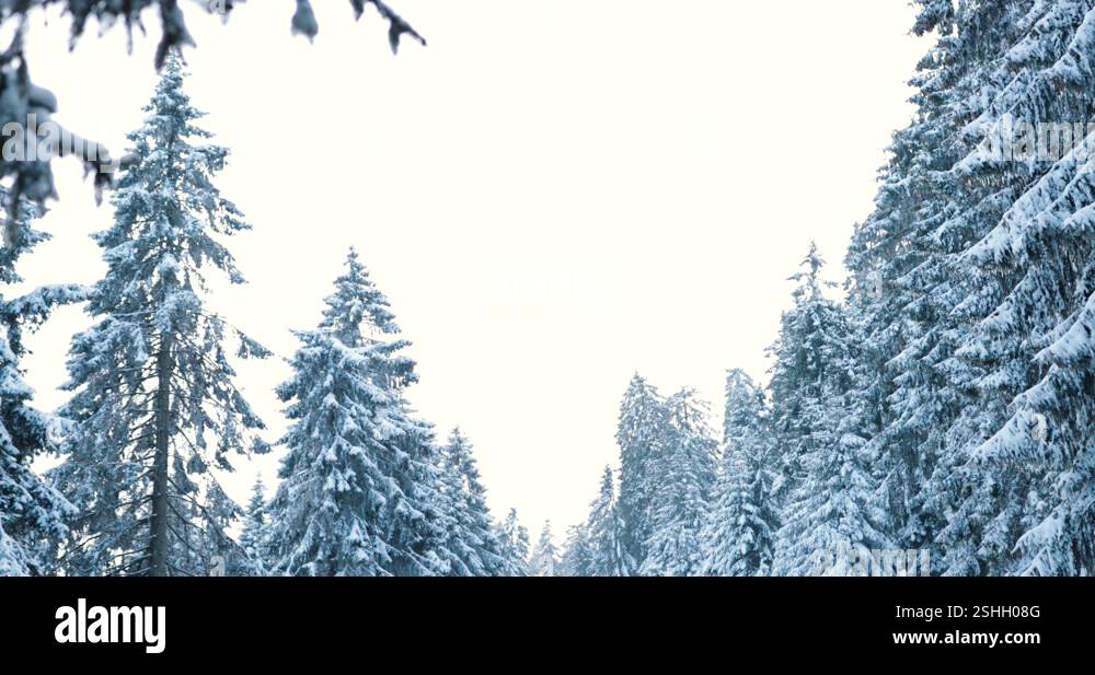 Melting snow in deep winter forest after freezing night in the cold ...