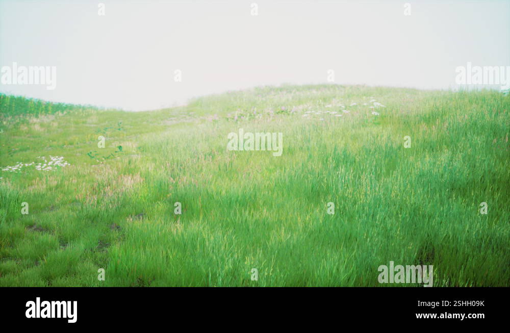 Landscape view of green grass on slope at sunrise Stock Video Footage ...