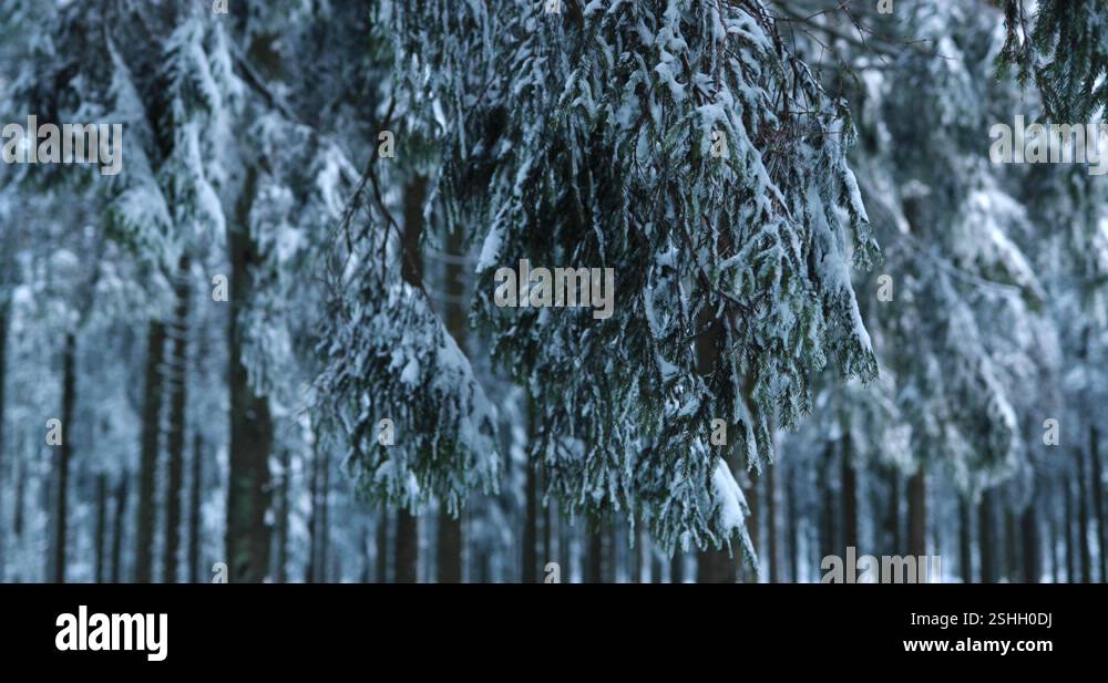 Observing frozen over icy pine tree branches after freezing weather in ...