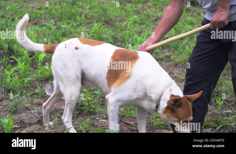 Dog is a helpful creature on the farm, since it has lot of energy to ...