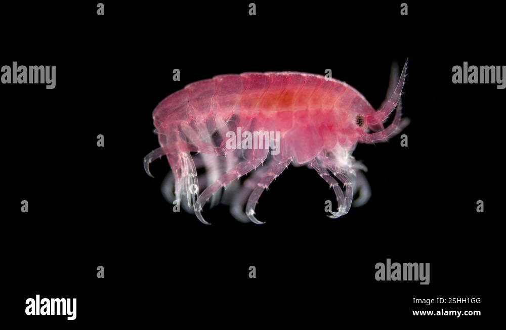 Crustacea Acanthonotozoma inflatum under a microscope, order Amphipoda ...