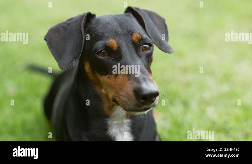 Black dog face Stock Videos & Footage - HD and 4K Video Clips - Alamy