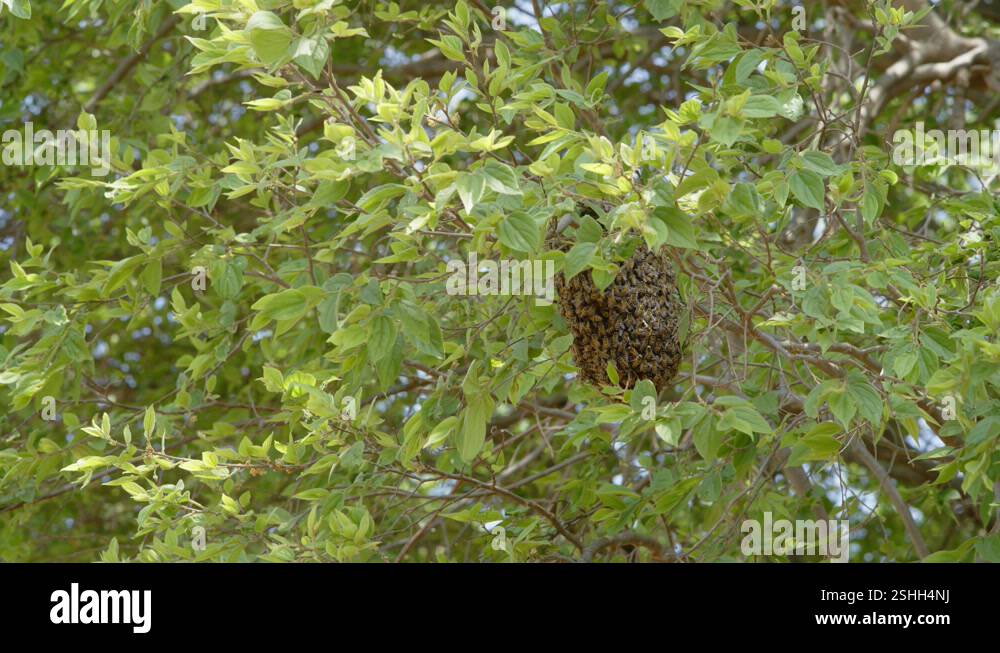 Ball of Bees in a tTee Medium Angle Stock Video Footage - Alamy