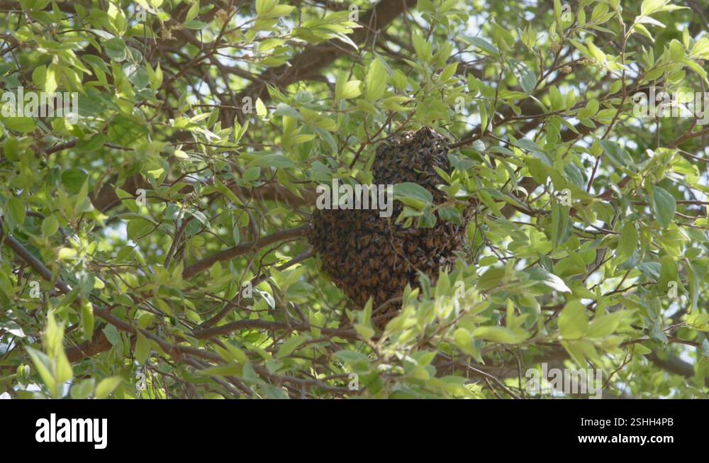 Ball in tree Stock Videos & Footage - HD and 4K Video Clips - Alamy