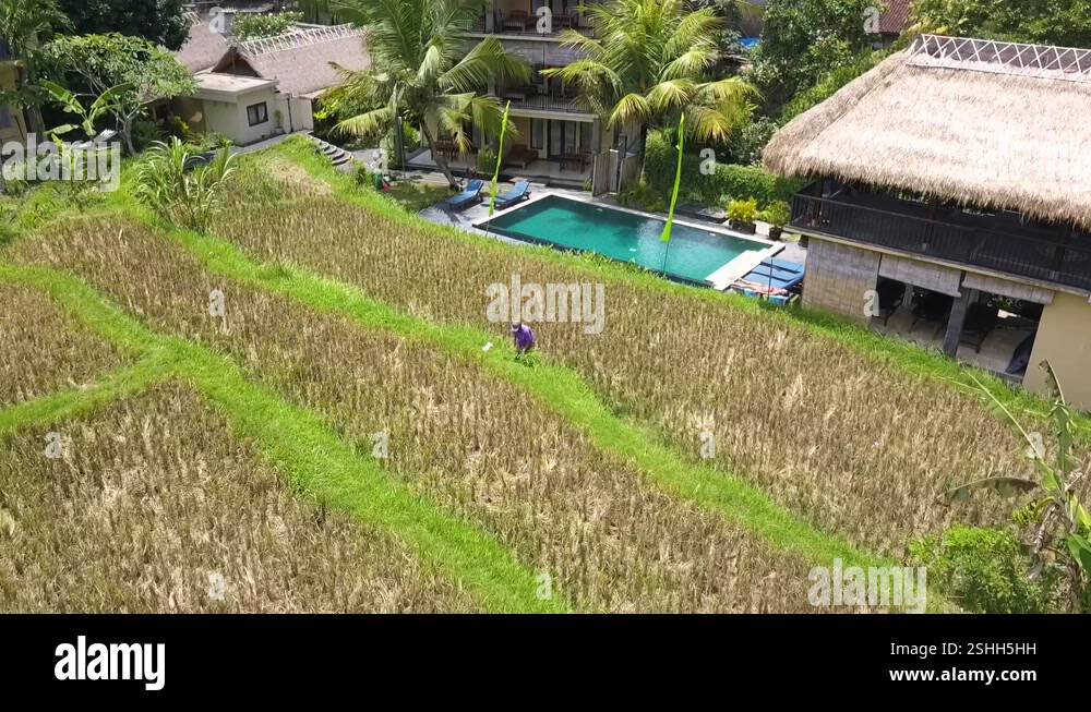 Magic aerial view flight Rice farmer harvests rice Bamboo hut hotel ...