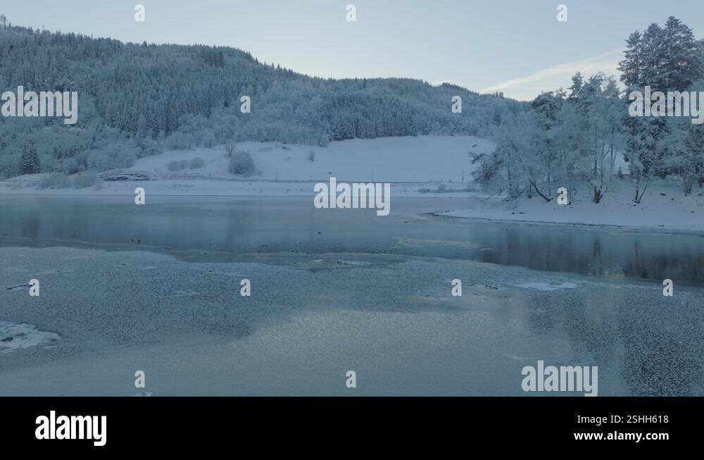 Ducks and Whooper swans surviving in cold climate on frozen lake in ...