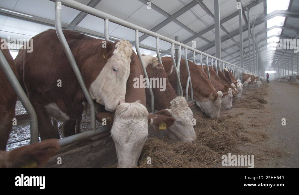 Simmentalbreed Stock Videos & Footage - HD and 4K Video Clips - Alamy