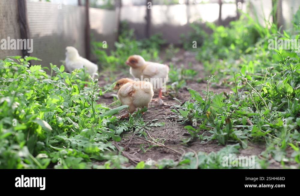 Three yellow baby chicks walk at eye level, peck at grass. Two weeks ...