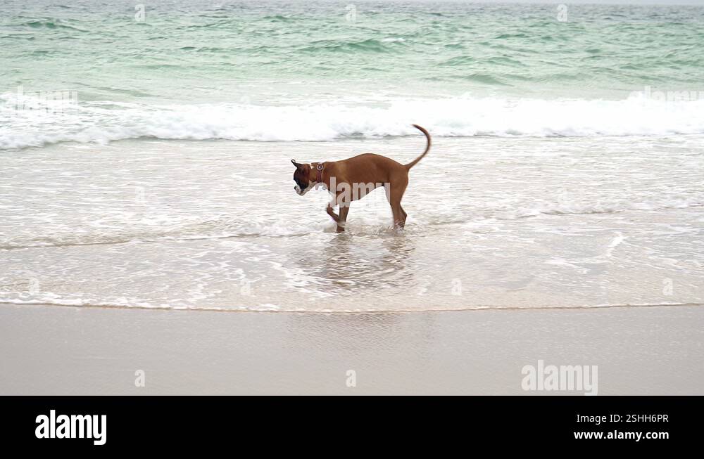 Cute Boxer Dog Trying To Catch Wave Fading On Sandy Beach, Spain ...