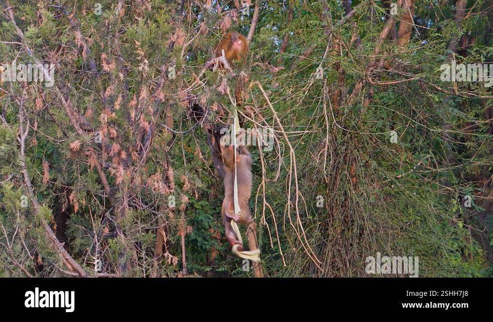 Mother monkey is playing over the tree with the baby monkey Stock Video ...