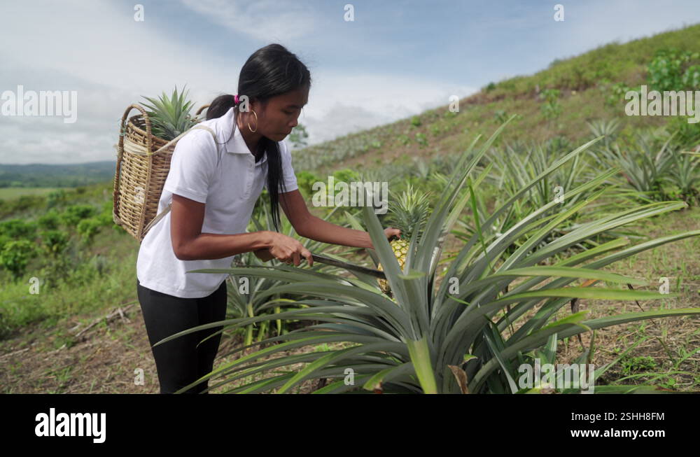 Harvesting tropical fruit Stock Videos & Footage - HD and 4K Video ...