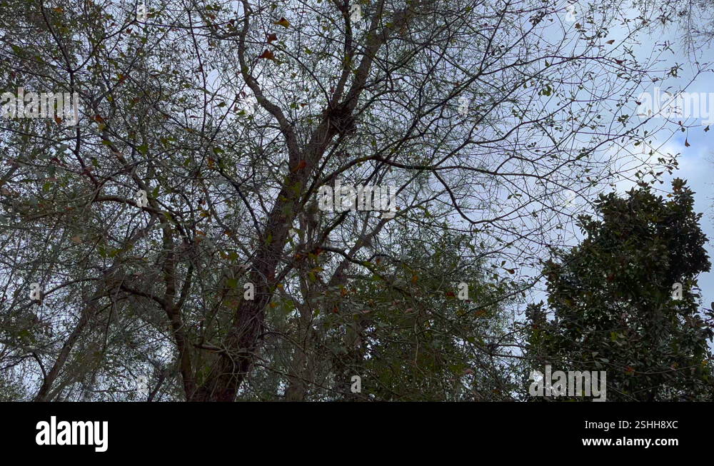 Huey helicopter flying quickly over treetops at a low level, ground ...