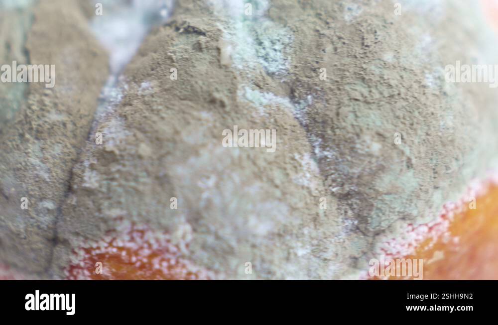 rotating tangerine covered with mold Stock Video Footage - Alamy