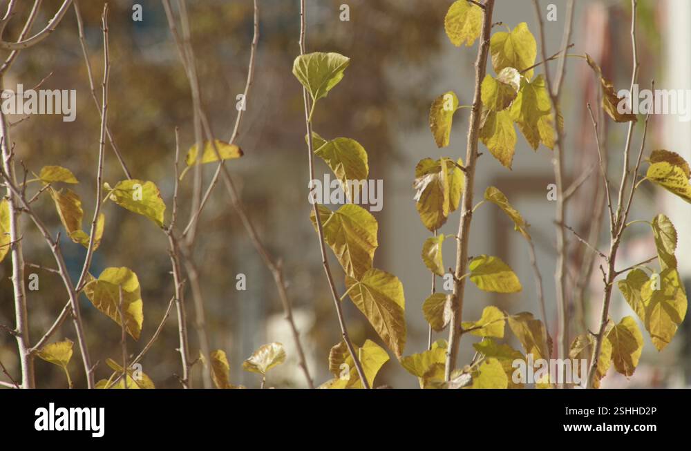 Autumn leaves of yellow color sway in wind. time for leaves to fall from trees Stock Video ...