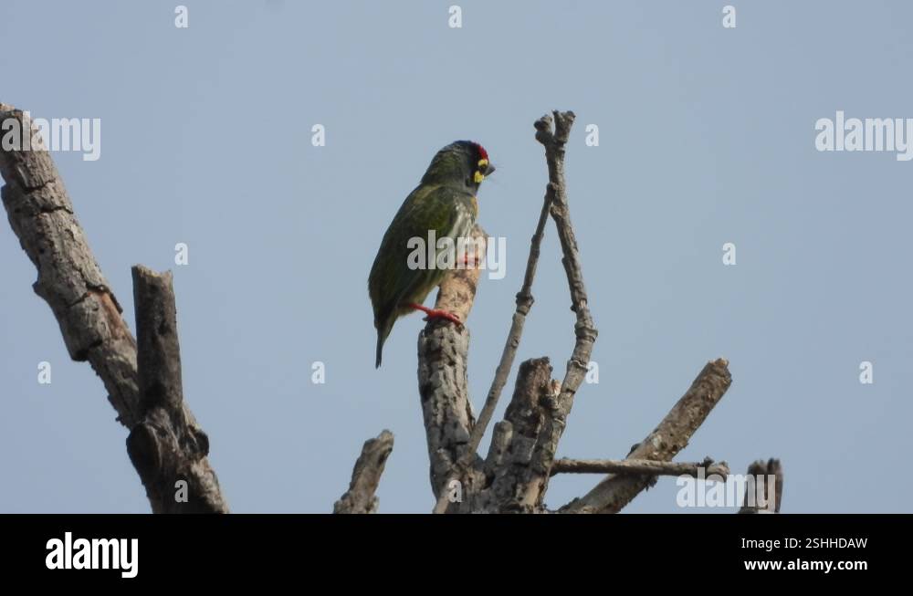 COppersmith Barber in tree - relaxing Stock Video Footage - Alamy