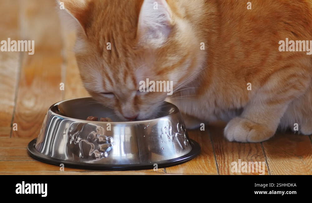 Close-up of a handsome ginger cat eating jelly food in chunks in a ...