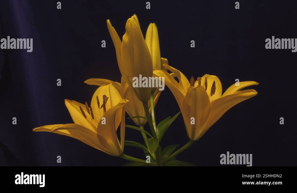 Reborn flower Stock Videos & Footage - HD and 4K Video Clips - Alamy