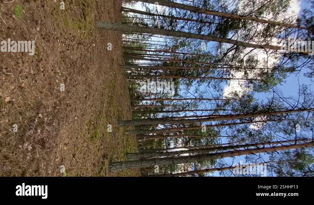 wide angle vertical video of a pine forest. Low angle shot of giant ...