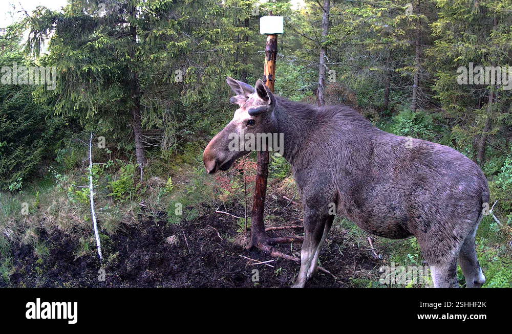 A black moose looking around the forest in Estonia Stock Video Footage ...