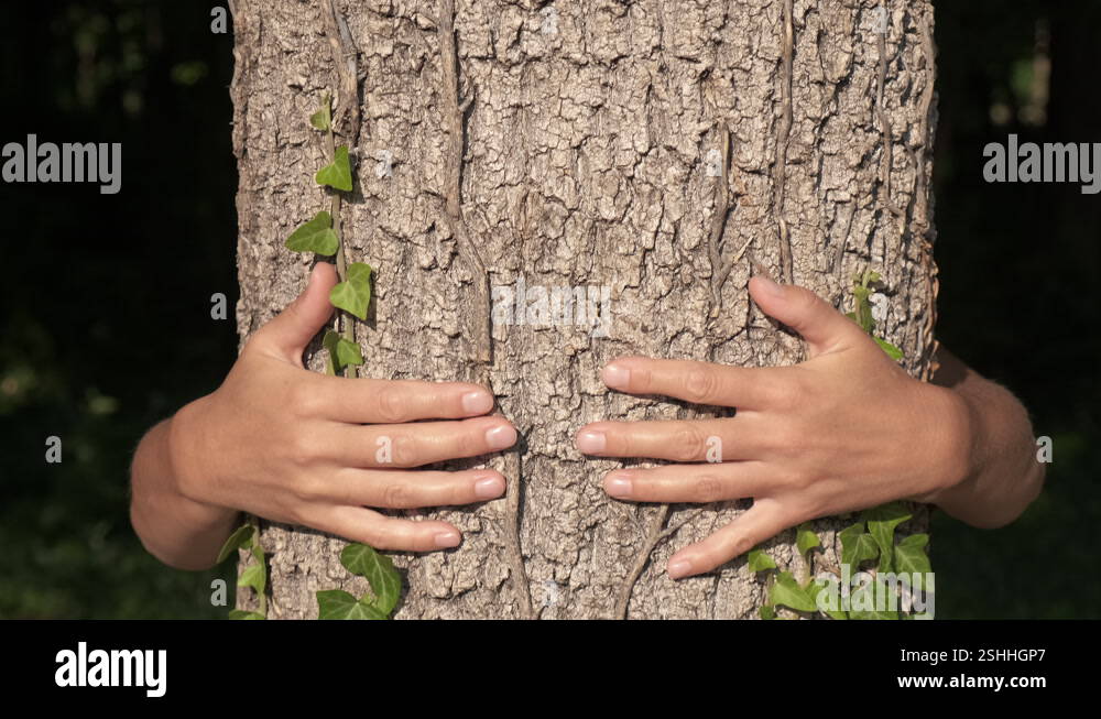 Intertwined trunk Stock Videos & Footage - HD and 4K Video Clips - Alamy