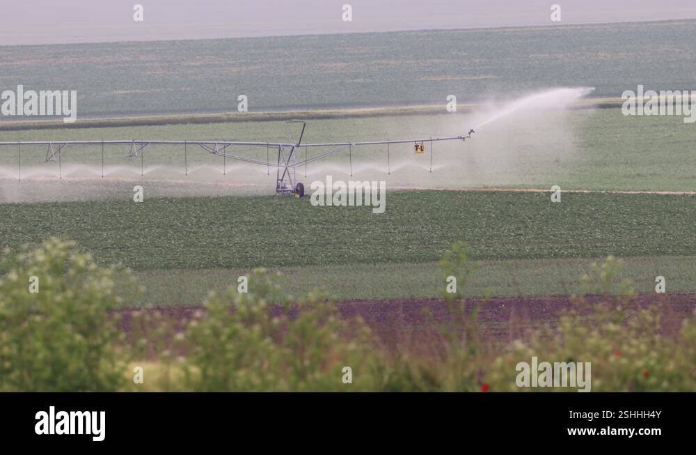 Crops On The Field Watered Through Center Pivot Irrigation System. wide ...