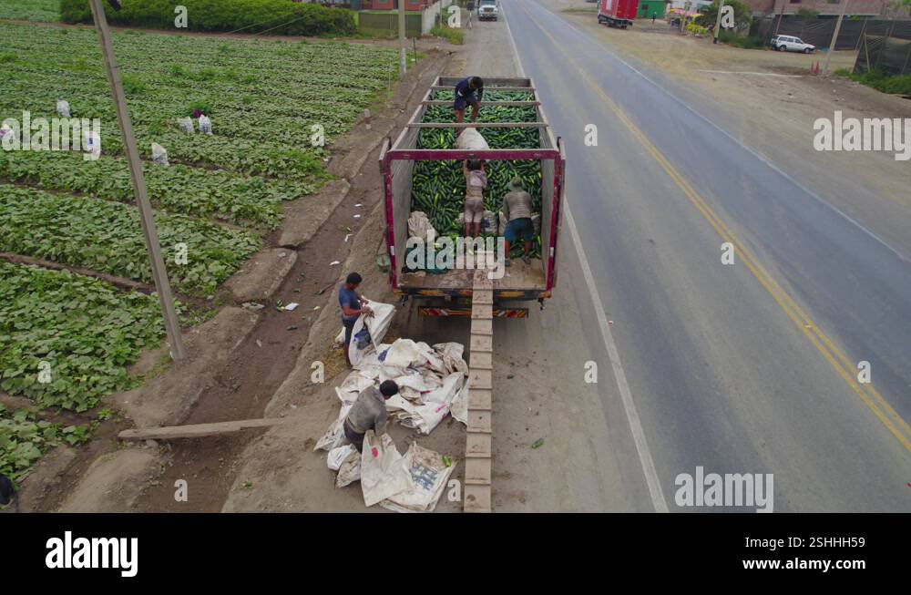 Farmers Loading Green Fresh Vegetables In Truck, Chancay, Lima, Peru ...