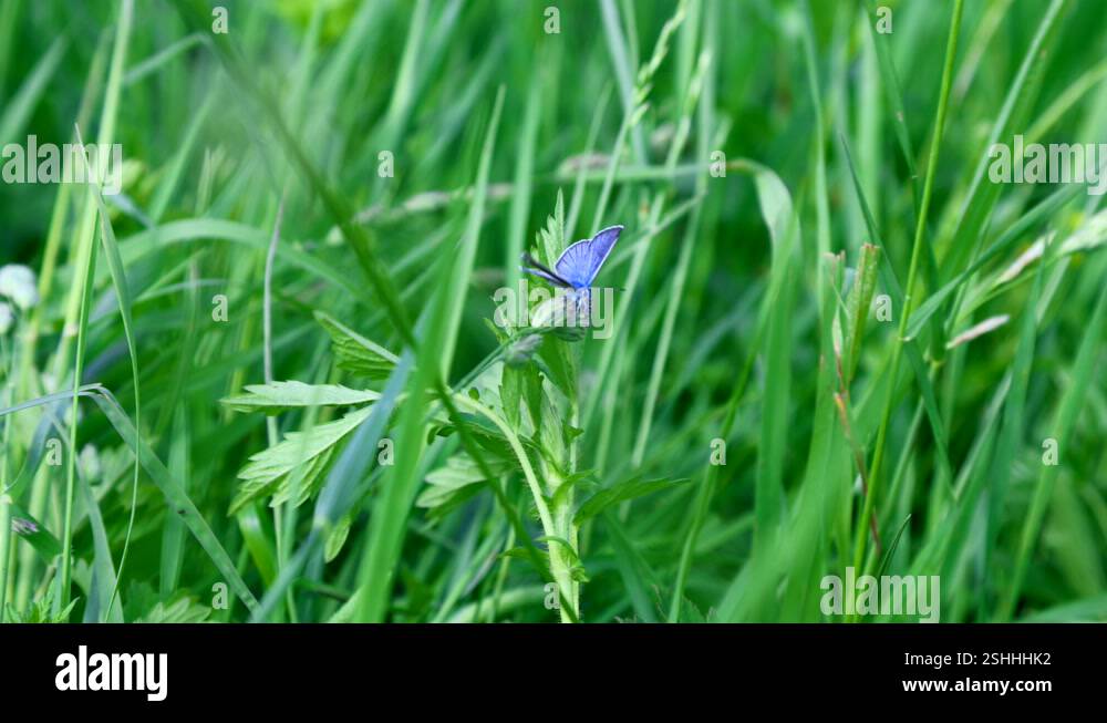 small colored butterfly swaying in the wind in the thick of green grass ...