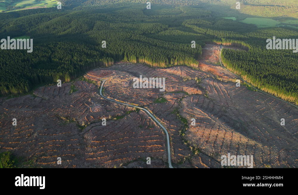 New Zealand native pine forest landscape exploitation and deforestation ...