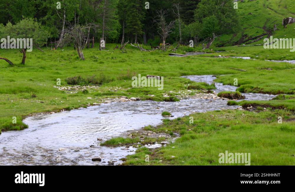 shallow mountain river meanders across a green plain next to the forest ...