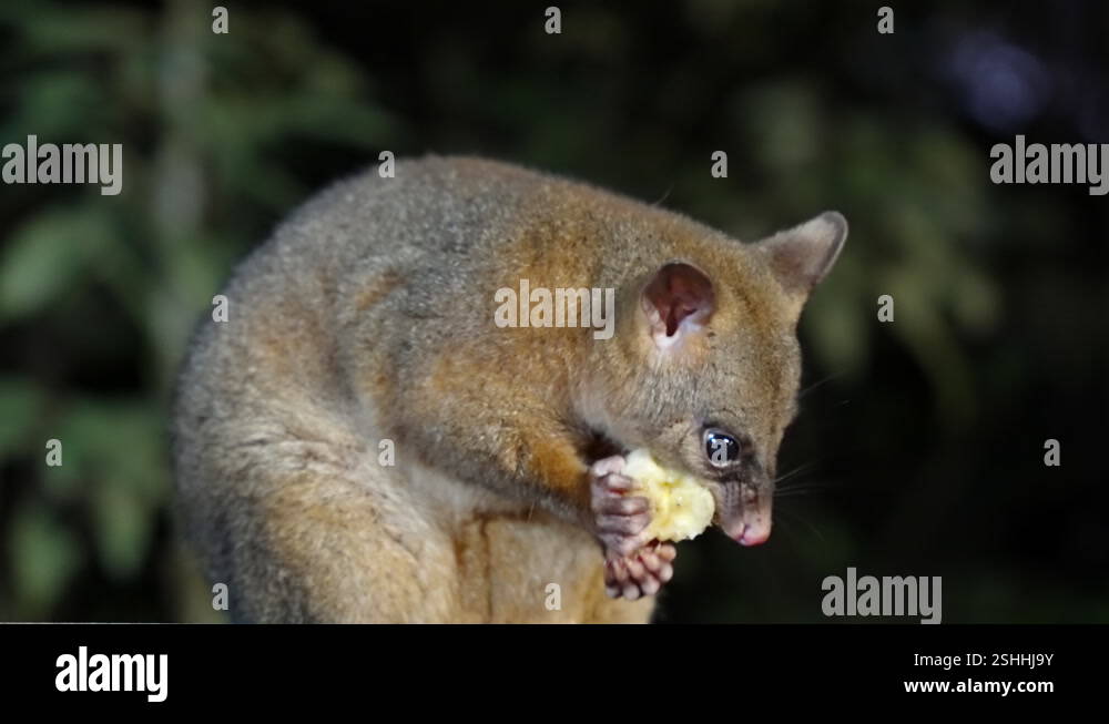 close up night shot of a coppery brushtail possum eating a piece of ...