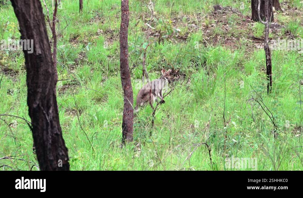 Rock wallaby grazing in the grass in far North Queensland, Australia ...
