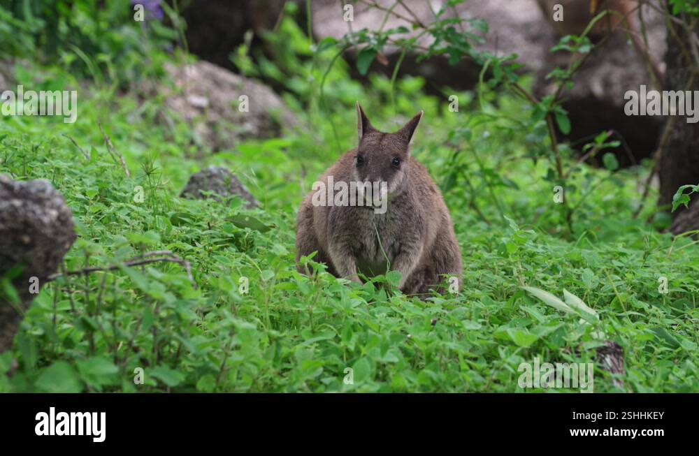Mareeba rock wallaby in far North Queensland, Australia Stock Video ...