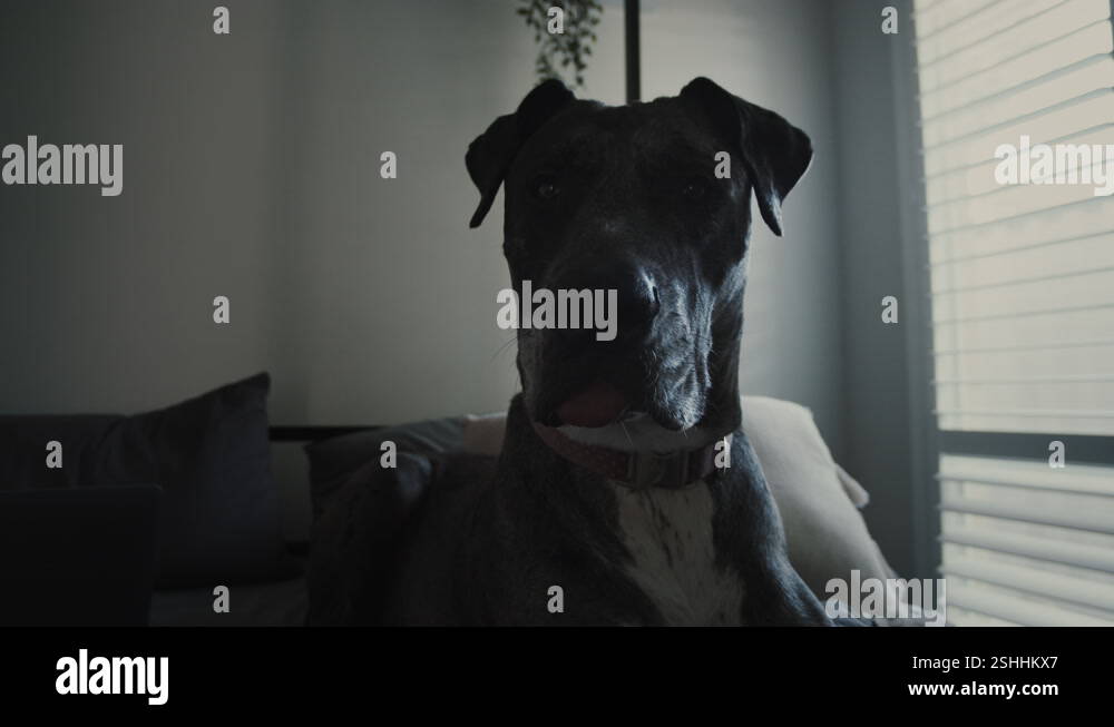 Great dane dog home Stock Videos & Footage - HD and 4K Video Clips - Alamy