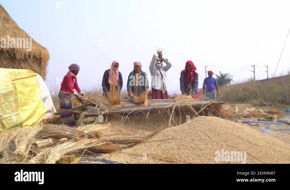 Farmers are threshing paddy in the field during winter season Stock ...