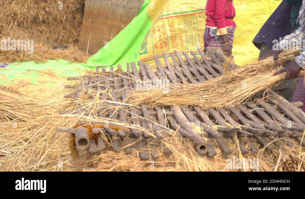 Farmers are threshing paddy in the field during winter season Stock ...