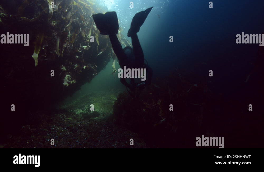 Cold water diver going by a nice reef on a dive in the Atlantic ocean ...