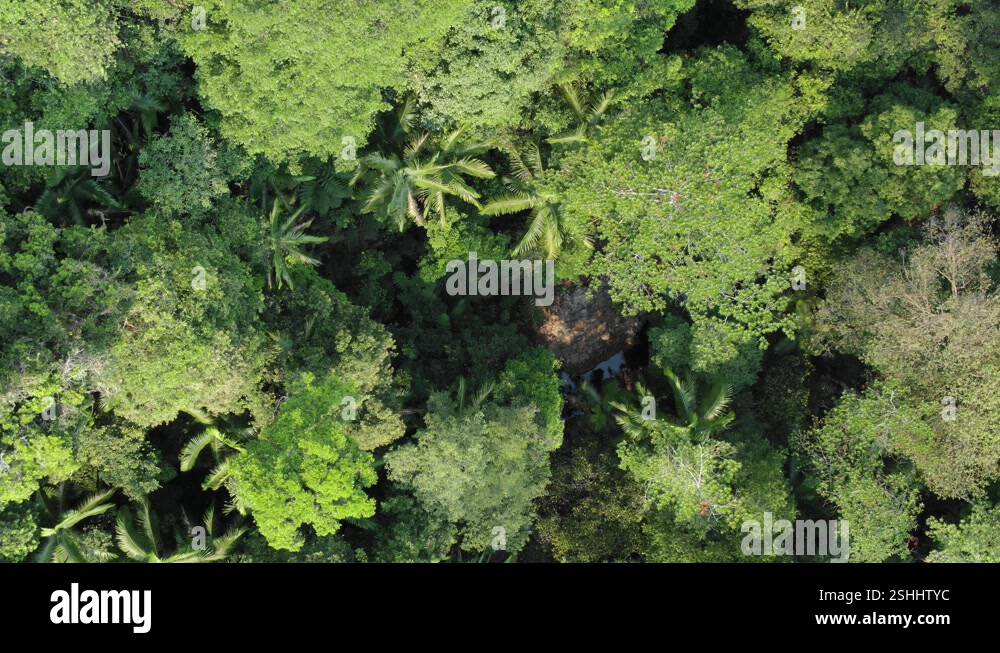 Lush forest on Mount Cougal, Springbrook National Park in Currumbin ...