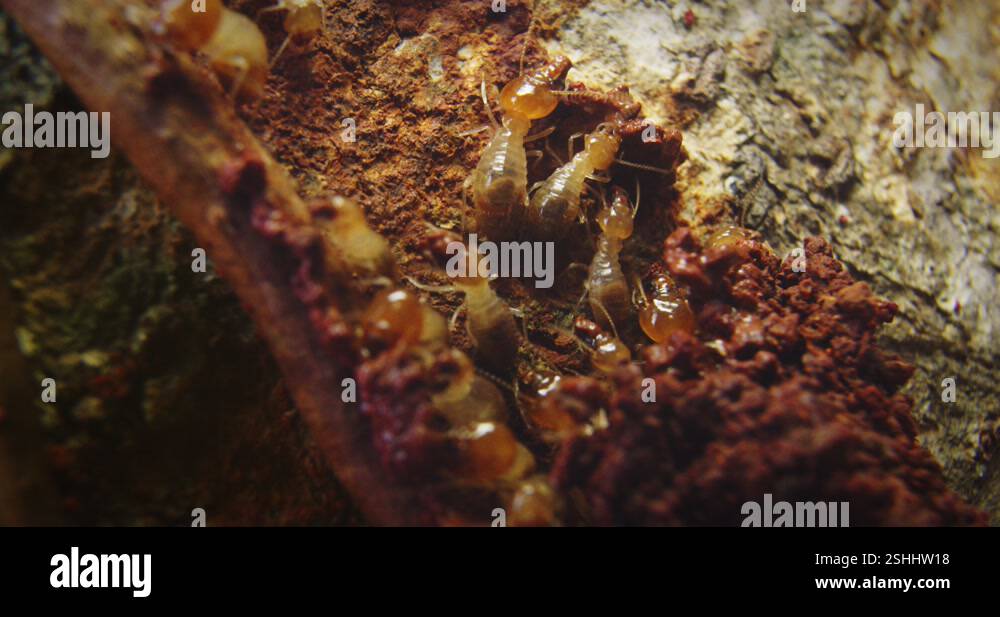 Colony of termites building nest with dirt and mud. Building tunnel for ...