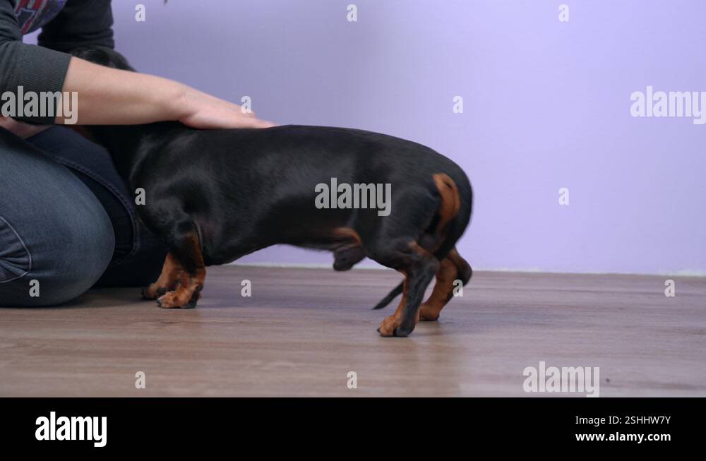 Dog with handler is sitting on floor room sniffing hand moving backward ...