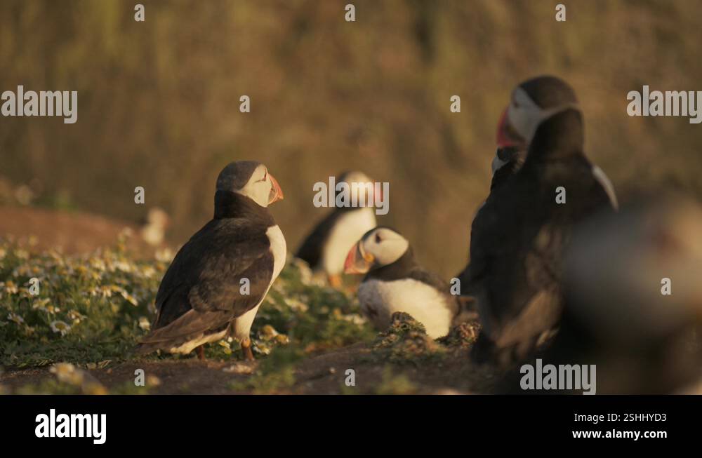 Large Puffin Colony on Skomer Island, Group of Wild Birds, Shaking Head ...